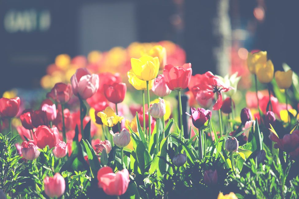 Helping Your Garden Grow: 10 Must-Have Gadgets - Zoomer