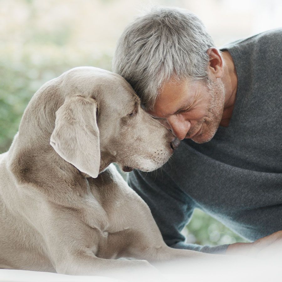 Canine Conversations: Do Our Dogs Really Understand What We’re Saying?