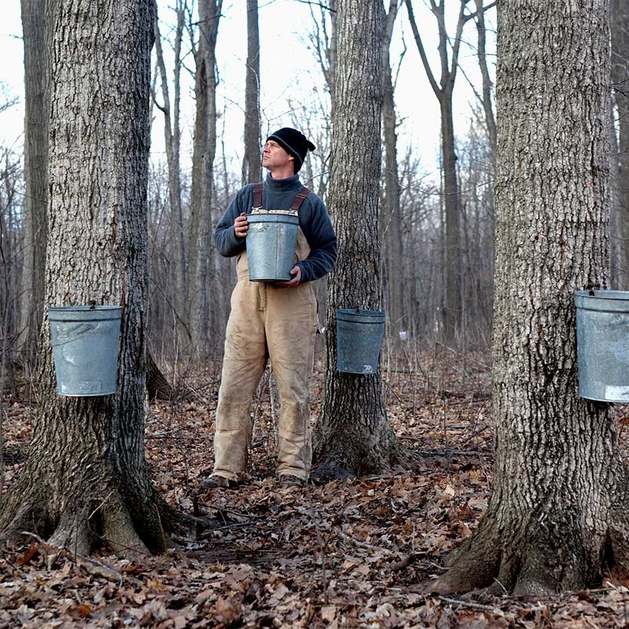 Unlocking the Secrets (and Benefits) of Maple Syrup, One Molecule at a ...