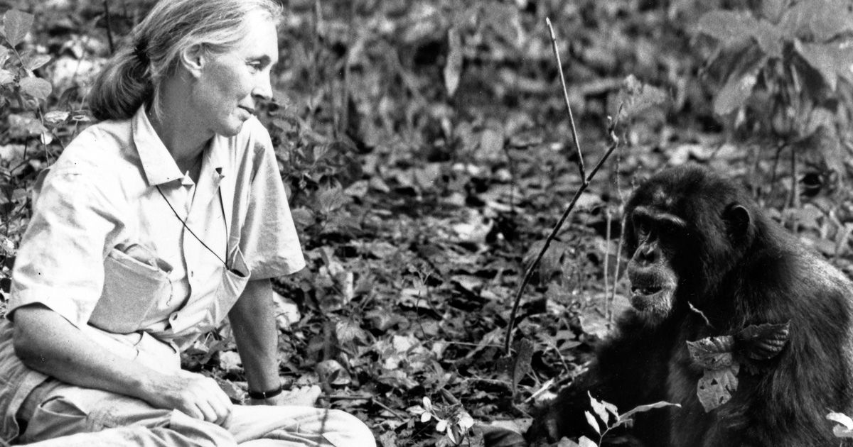 The Lesson and Legacy of Jane Goodall